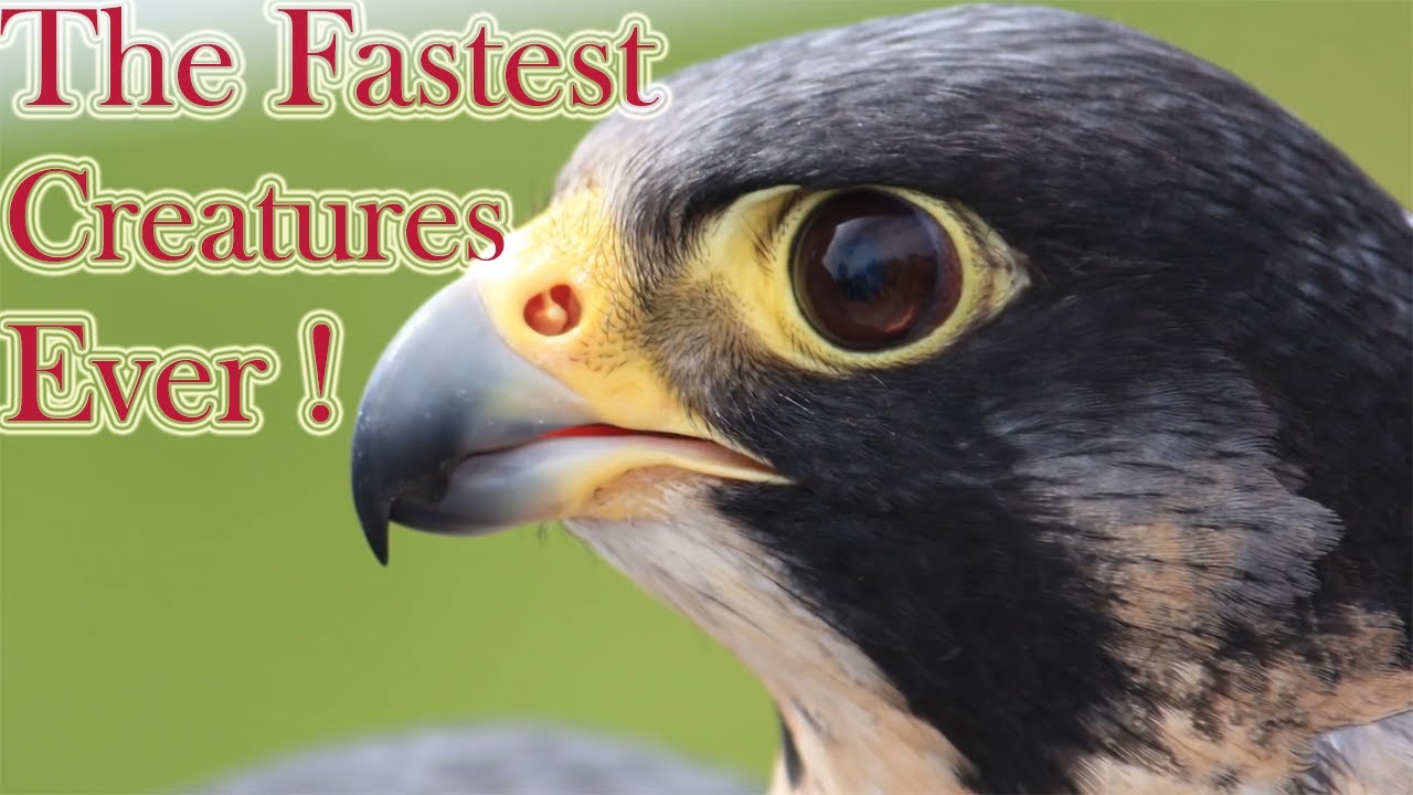 Watch the peregrine falcon, the fastest creature on earth, hunting its ...
