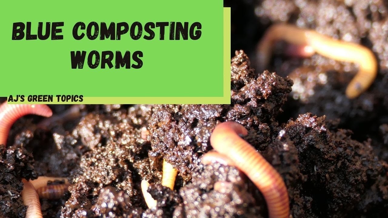 How To Raise Blue Composting Worms - YouTube