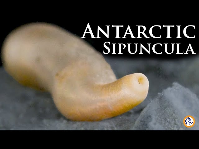 Sipuncula