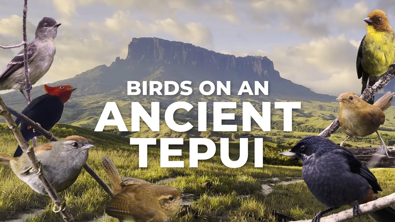 Bird Mount Roraima The Trek Of The Tepuis, Ascent Of Mount Roraima