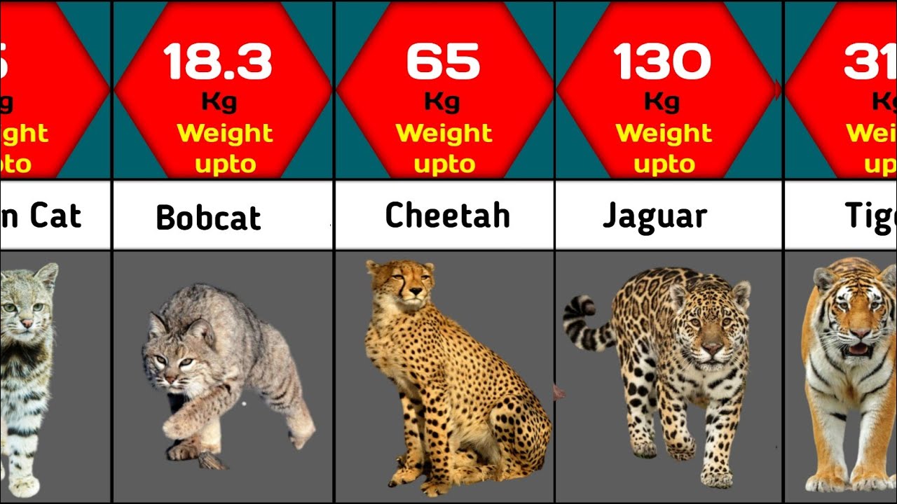 Cat Wild Size Comparison | Wild Cat Weight Comparison - YouTube