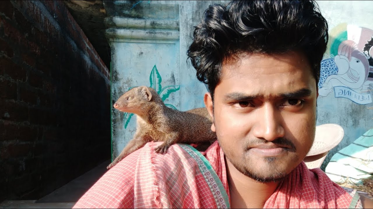 Pet Cute Mongoose Mongoose youtube villagefiles mongoose YouTube pet-cute-mongoose-mongoose-youtube-villagefiles-mongoose-youtube