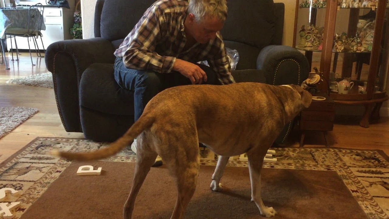 Alex the Dog - Spelling Name - YouTube