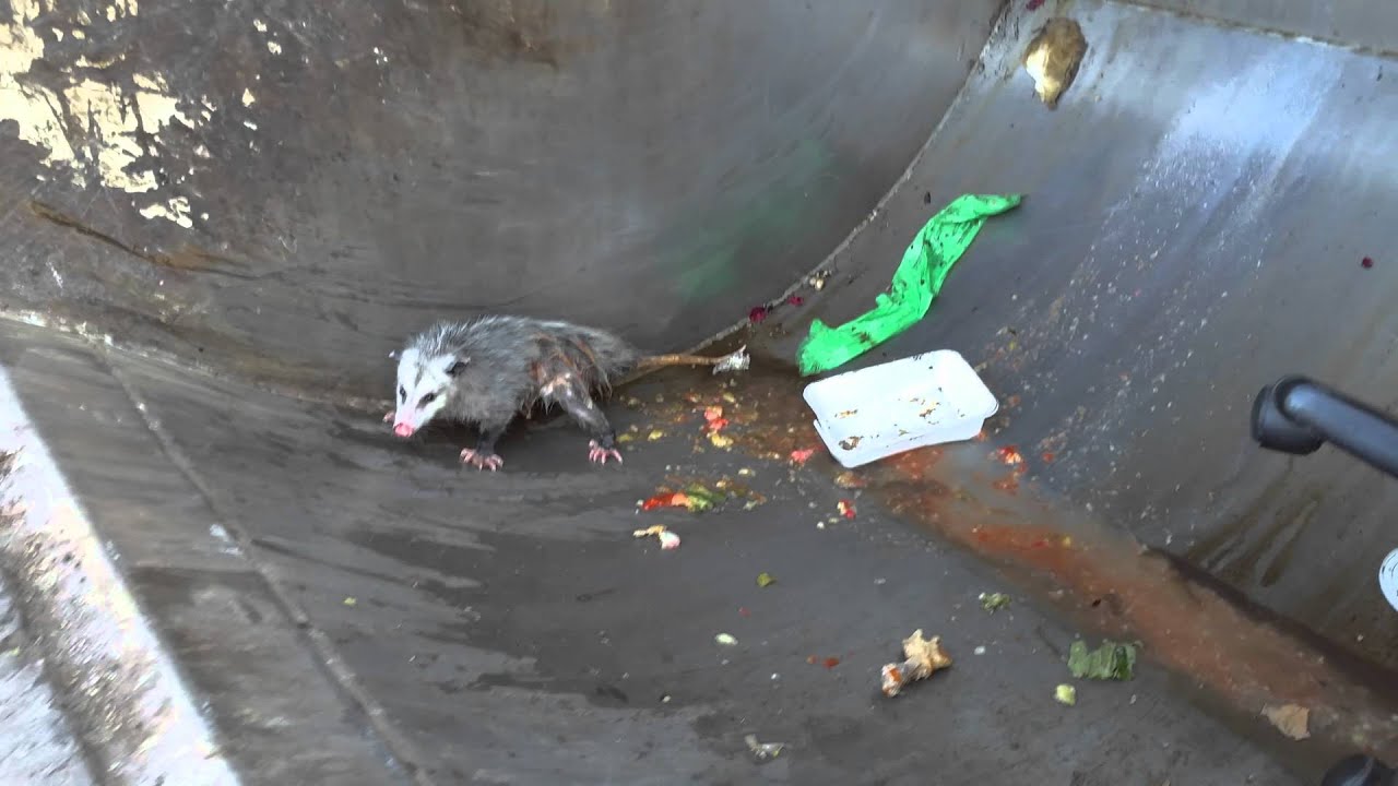 Garbage possum - YouTube