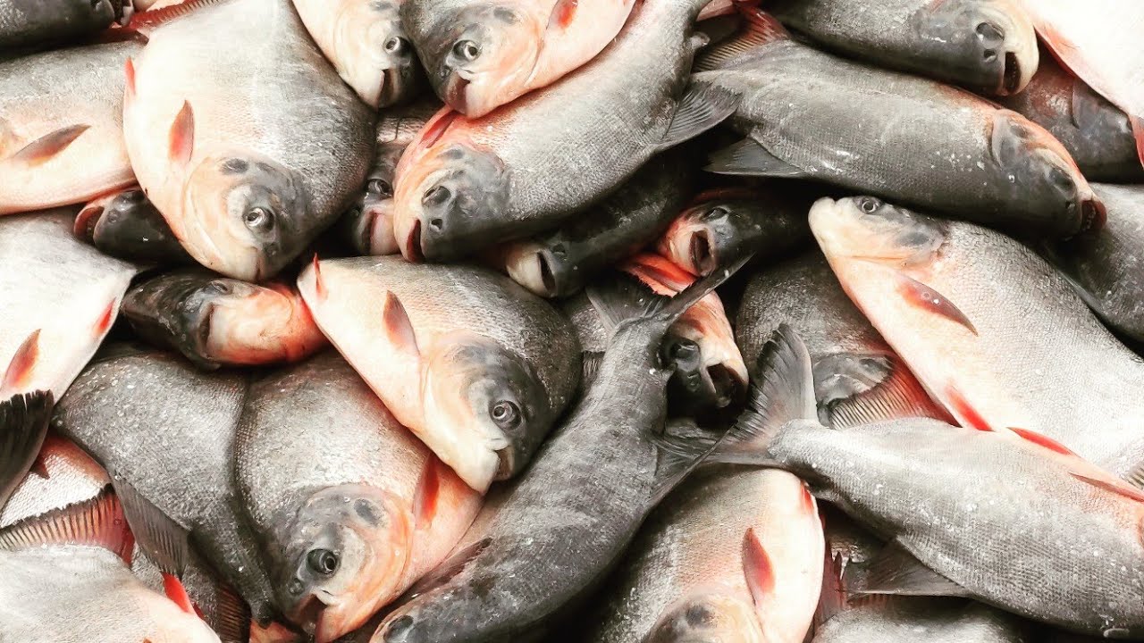 Rupchand fish culture-Netting - YouTube