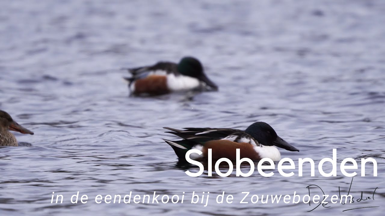 Slobeenden in de Eendenkooi bij de Zouweboezem #839 - YouTube