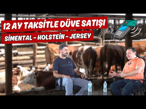 💳 12 Ay Taksit İmkanlı Düve Satışı | Simental – Holstein – Jersey
