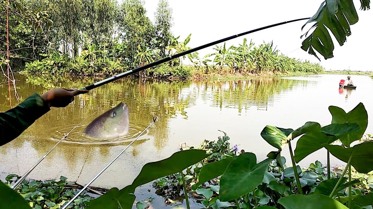 Câu Cá Sông Tự Nhiên Ra Toàn Cá Bự (River Fishing) | Câu Cá Vui - YouTube