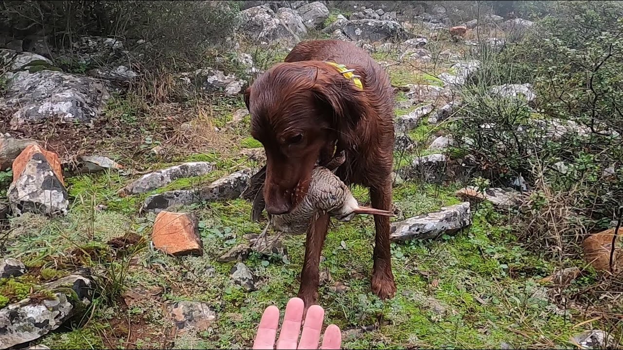 CACCIA ALLA BECCACCIA SETTER IRLANDESE! IRISH SETTER HUNTING WOODCOCK ...