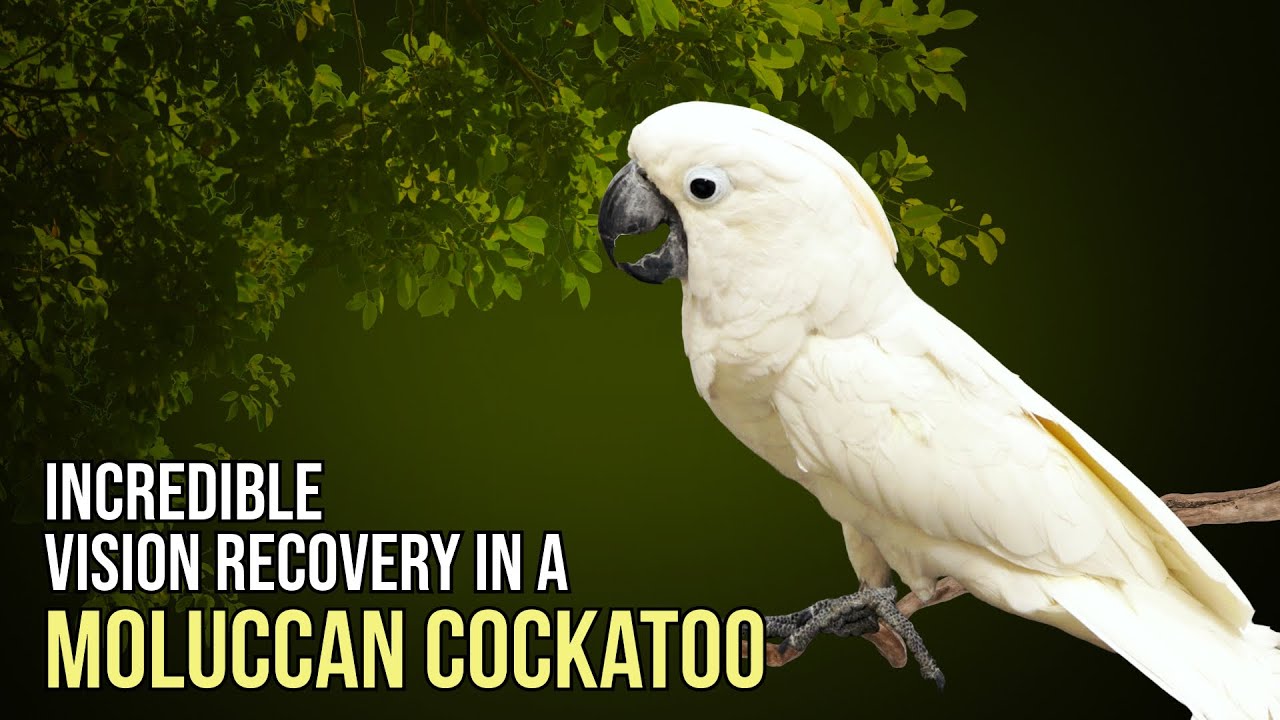 Incredible vision recovery in a 3 year old Cockatoo | The Eye vet ...