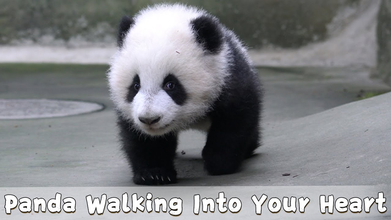 Cheng Lang Walking Into Your Heart | iPanda - YouTube