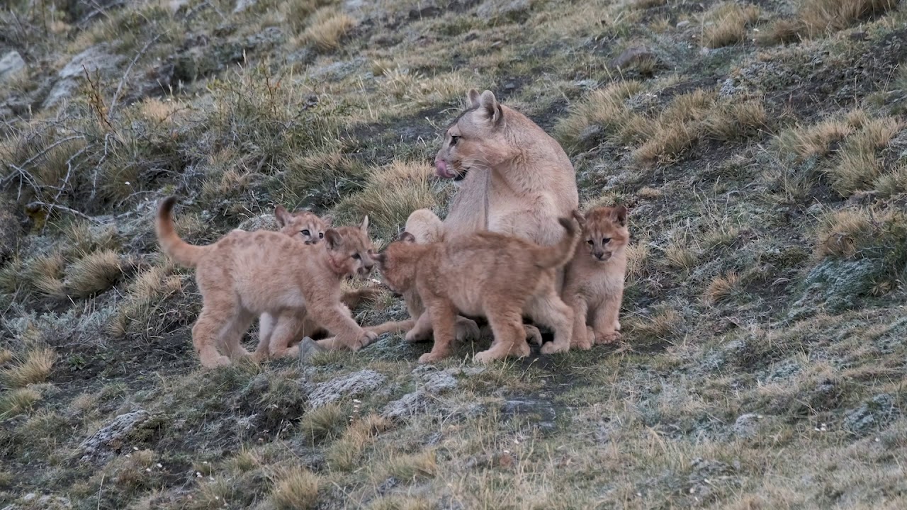 Mamá Puma y 4 cachorros - Mother puma with 4 cubs - YouTube