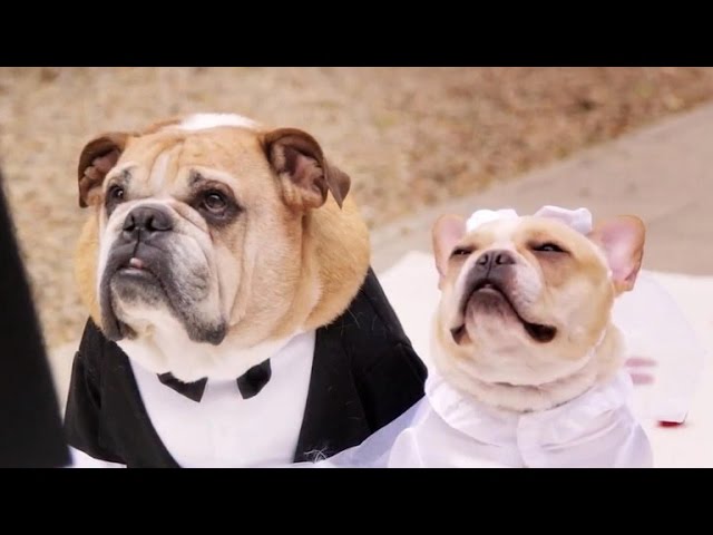 John Legend Pet Wedding