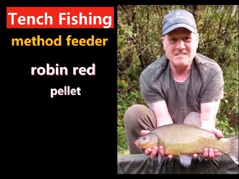 Tench Fishing, fishing with the method feeder and robin red pellet ...