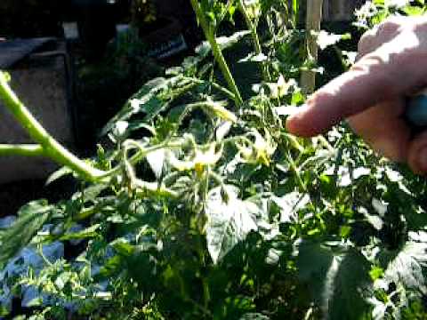 Collecting Tomato Pollen - YouTube