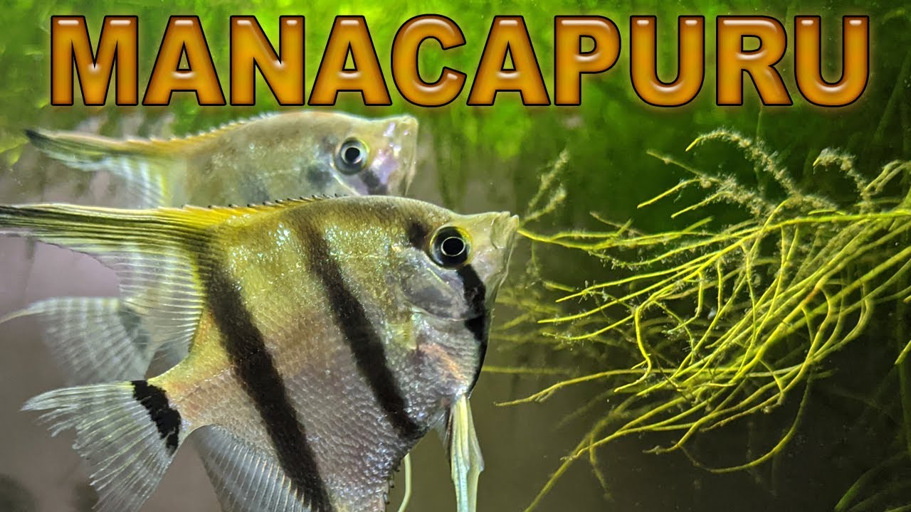 Manacapuru Angelfish 3 months old - YouTube