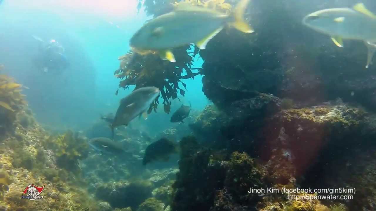 [DIVELAND]Jeju Island, South Korea Scuba Diving - YouTube