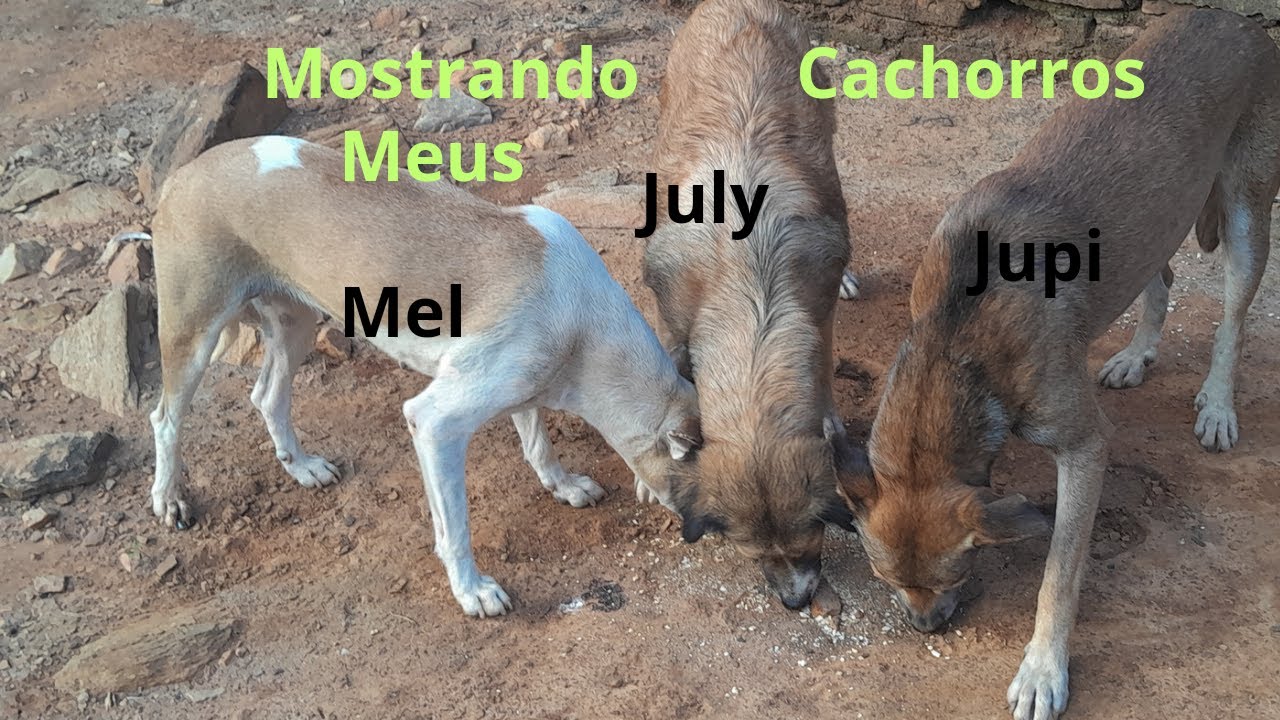Mostrando Meus Cachorros Youtube