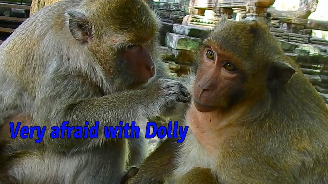 Who understand Sweet Pea feel when Queen Dolly grooming for him ...