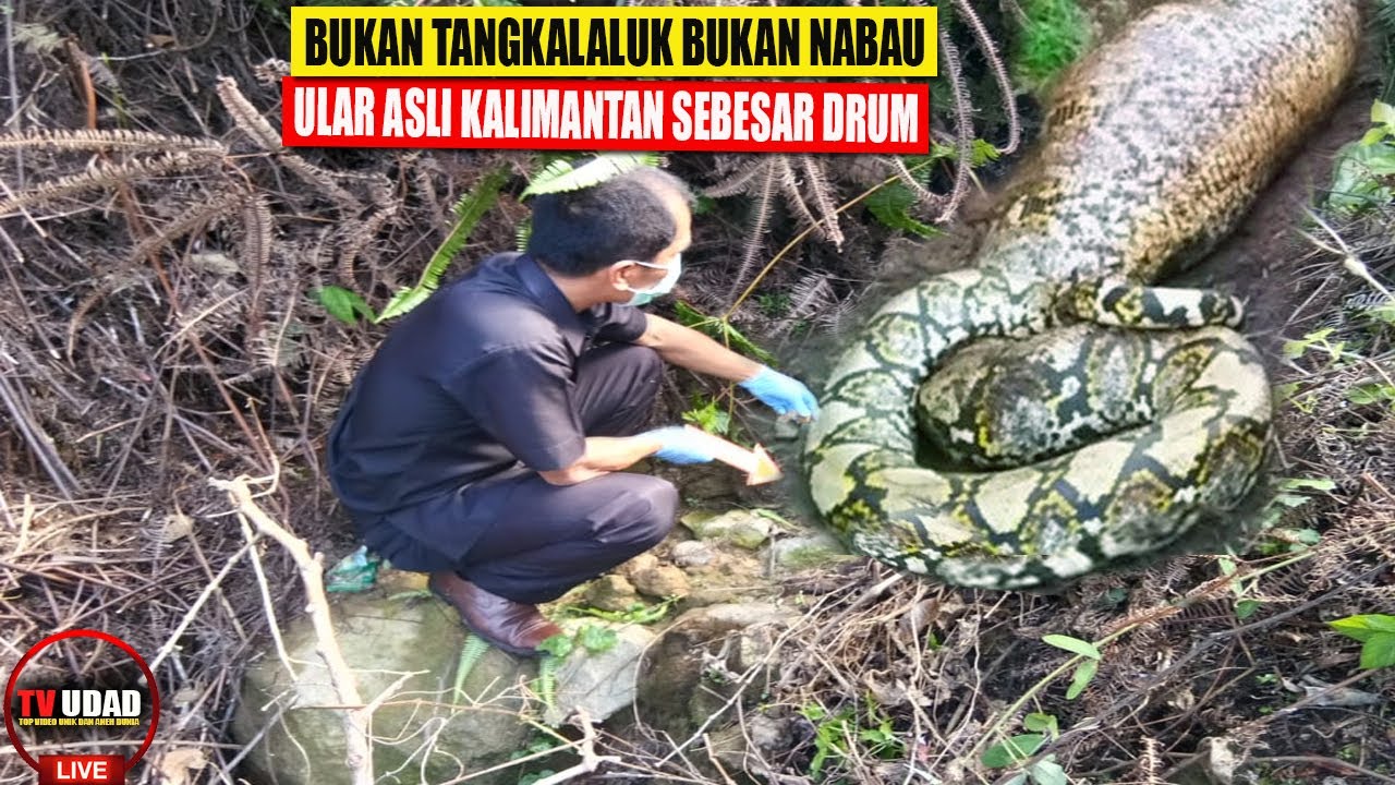 Selain Tangkalaluk Dan Nabau Ular Raksasa ini juga Ada di Kalimantan ...