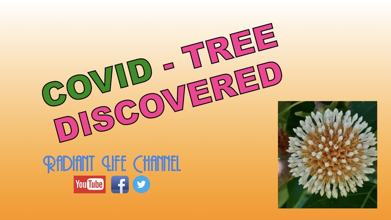 Covid_Tree Now Discovered in Luba, Abra, Philippines - YouTube