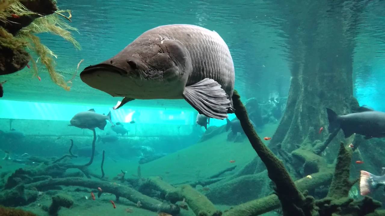 Barcelona CosmoCaixa - Amazon aquarium PART 1 - YouTube