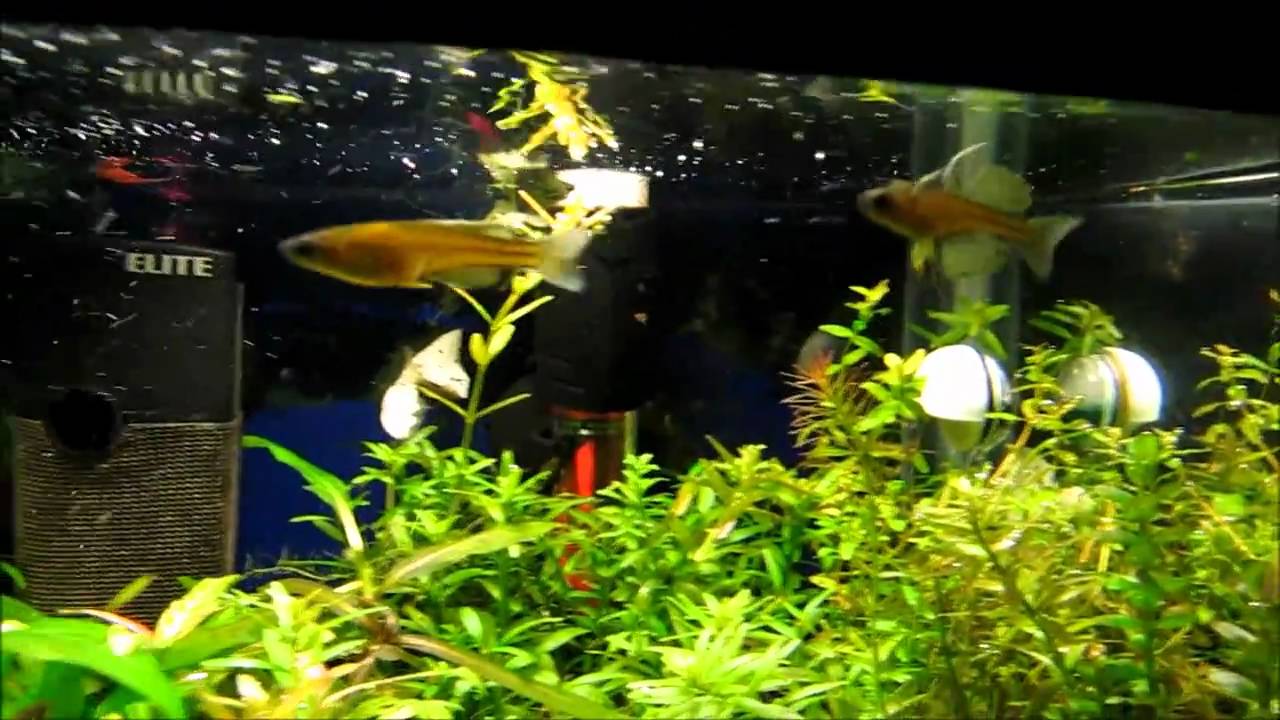 10g Aquarium with Fish, Shrimps, and Snail - YouTube