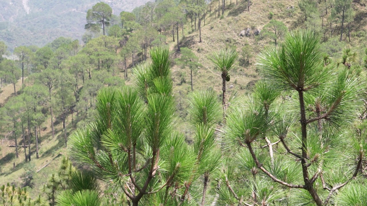 Pine tree at kasauli - YouTube