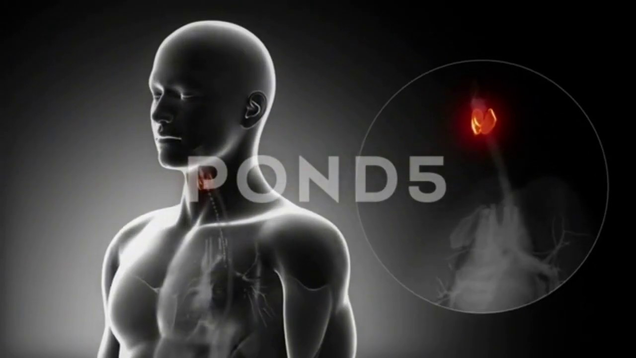 Overview Of Thyroid And Parathyroid gland 3D animation - YouTube
