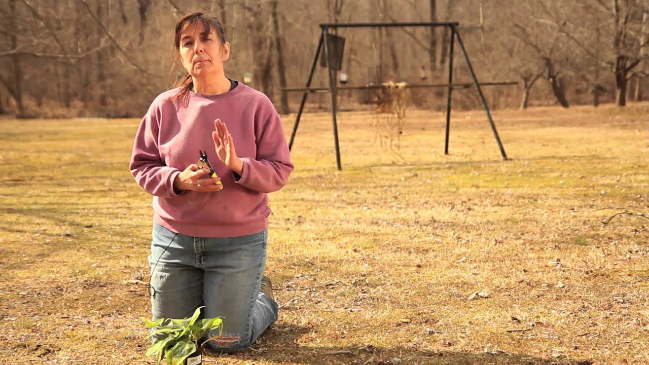 How to Prune a Philodendron After a Freeze : Pruning Tips - YouTube
