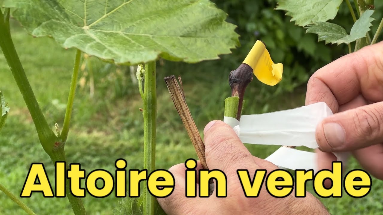 Altoire vita de vie, altoire uscat in verde . - YouTube