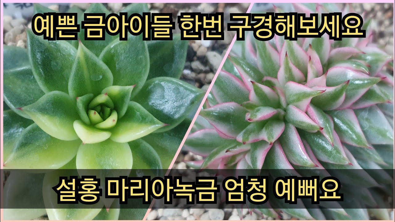 11월 23일 설홍 마리아녹금 등 예쁜 금아이들 얼른 구경해보세요 다육 다육이 다육식물 다육이금 금다육 금다육이