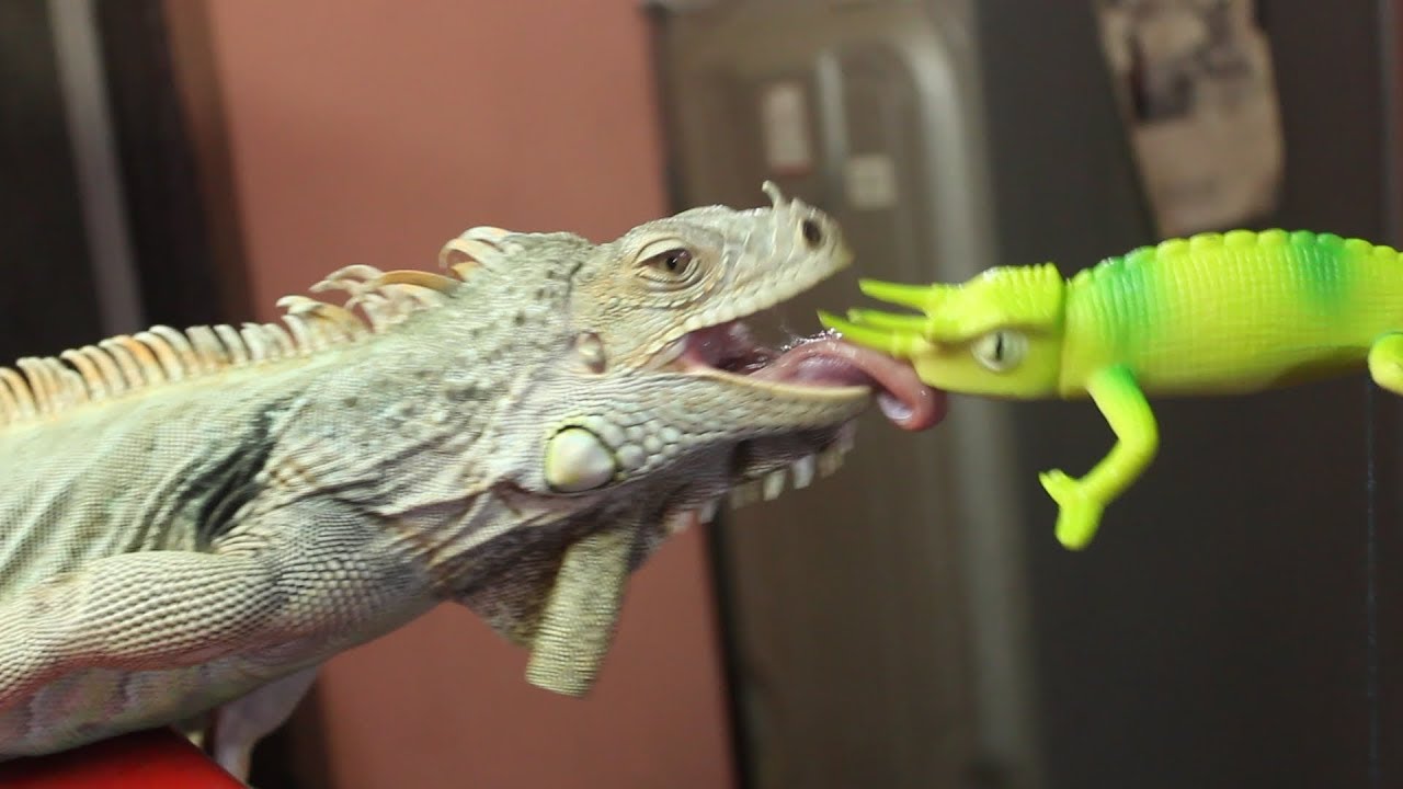 ANGRY IGUANA | Reacts to toy | Wildly Indian - YouTube
