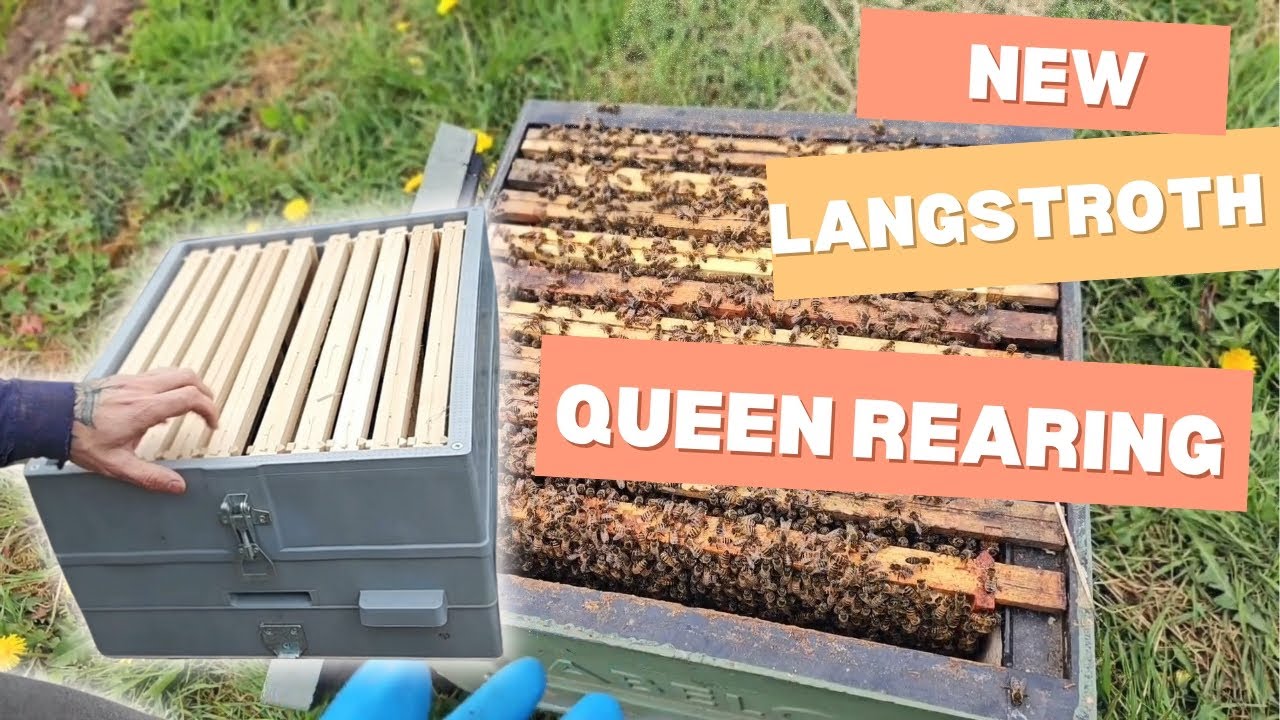 LANGSTROTH HIVE, Preparing for queen rearing season. #Bees #beekeeping ...