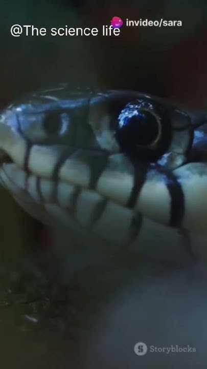 Reticulated python: the largest snake in the world #animals #python # ...