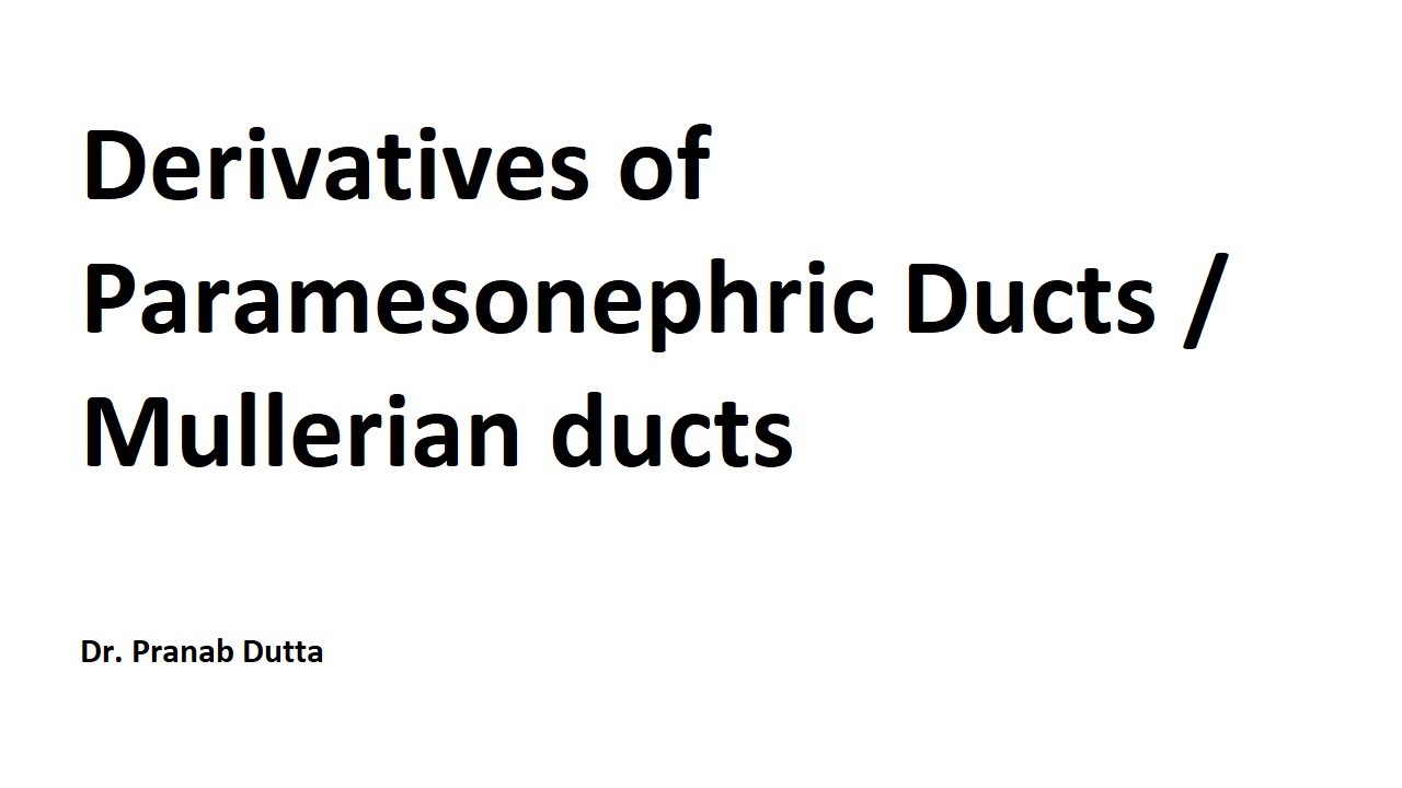 Derivatives of Paramesonephric Ducts or Mullerian Ducts - YouTube