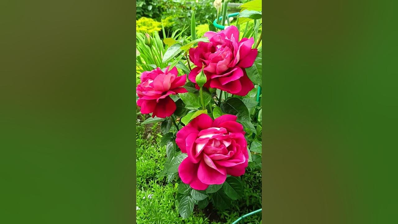роза чайно-гибридная Кроненбург - YouTube