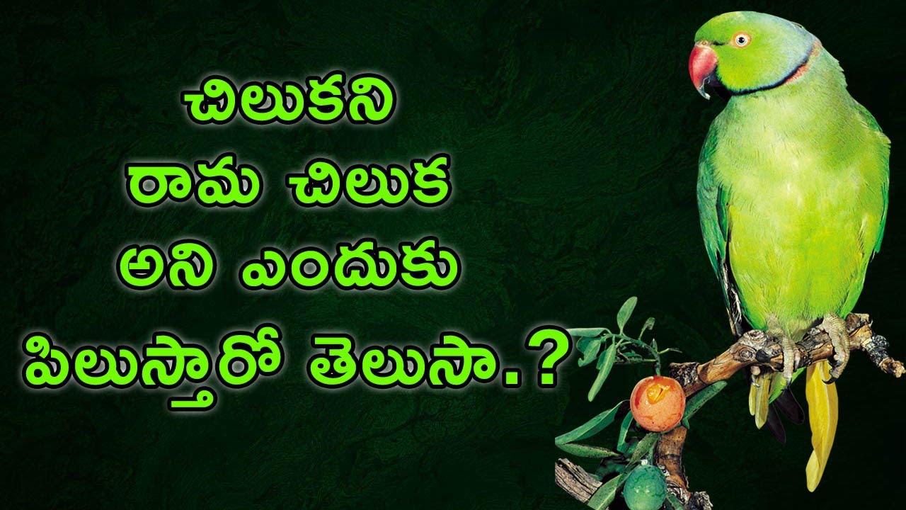 Chiluka | Ramachiluka | Why Chiluka is Called As Rama Chilaka | Why Is ...
