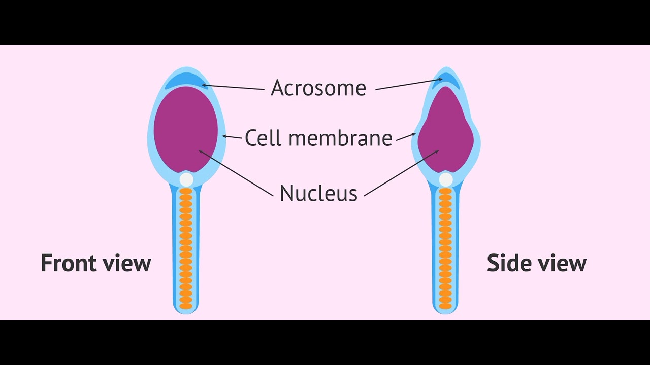 Sperm - Structure, and it's main parts (Head, Neck, Middle piece and ...