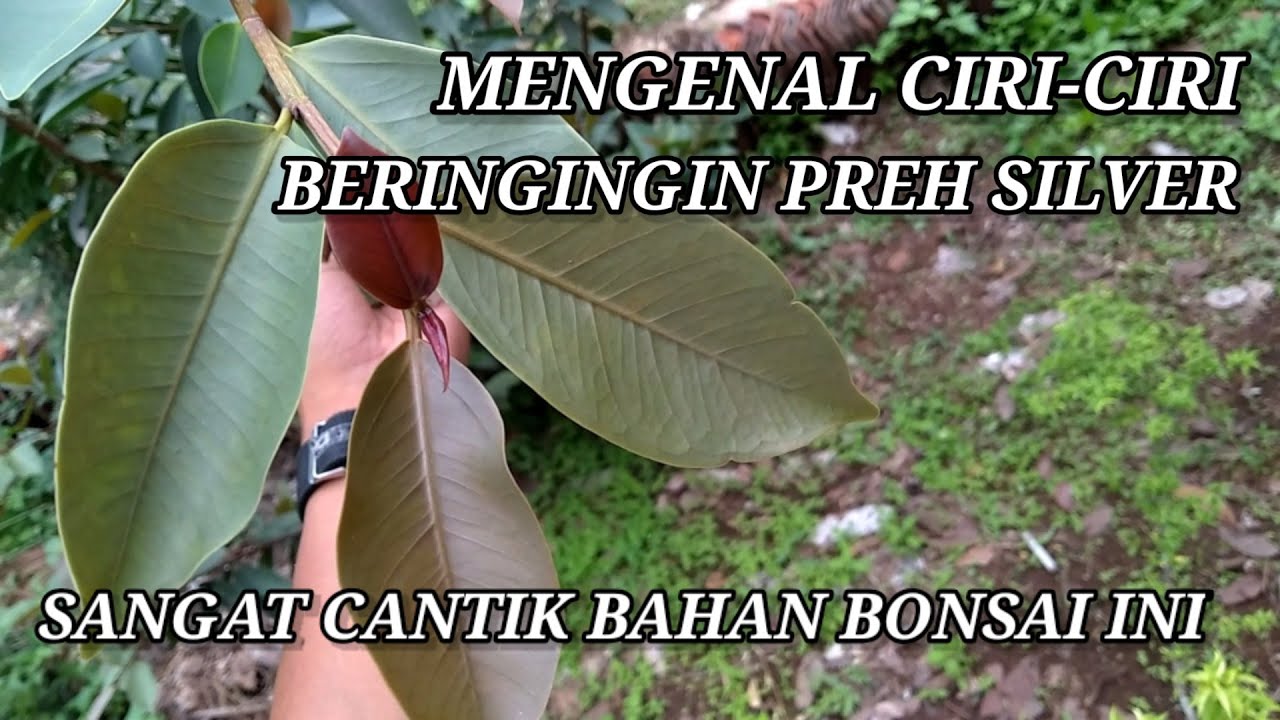 MENGENAL CIRI CIRI POHON PREH SILVER || BERINGIN BATANG SILFER - YouTube