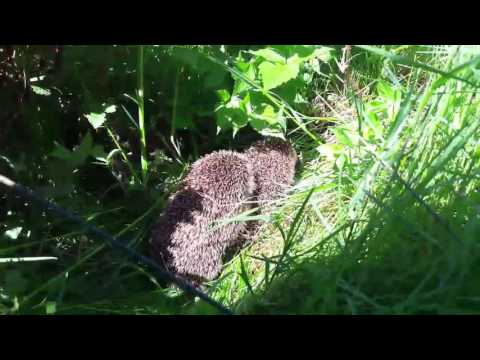 Hedgehog in rare mating ritual