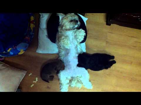 My lhasa apso breastfeeding two puppies