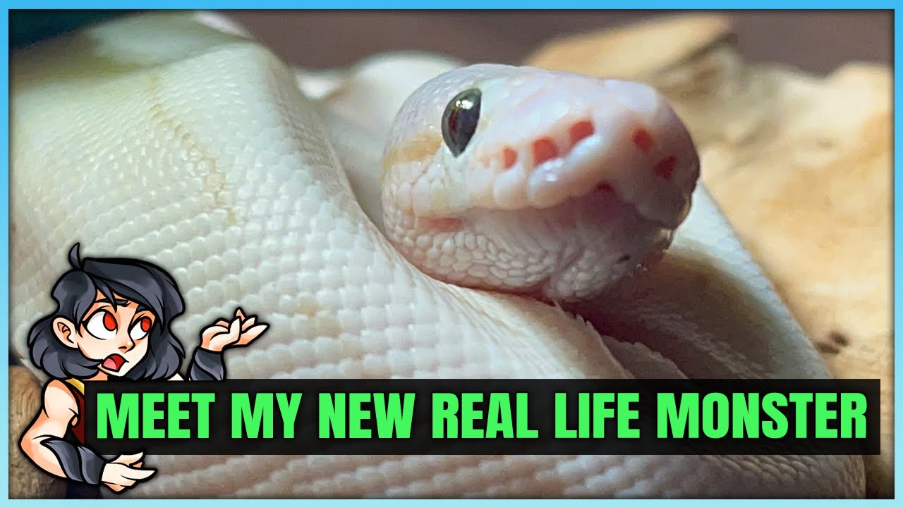 Meet My New Pet Reptile & More - Monsters in Real Life! (Animal ...