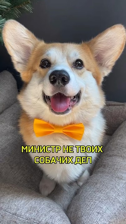 МИНИСТР НЕ ТВОИХ СОБАЧИХ ДЕЛ! #корги #коргипемброк #коргиспб - YouTube