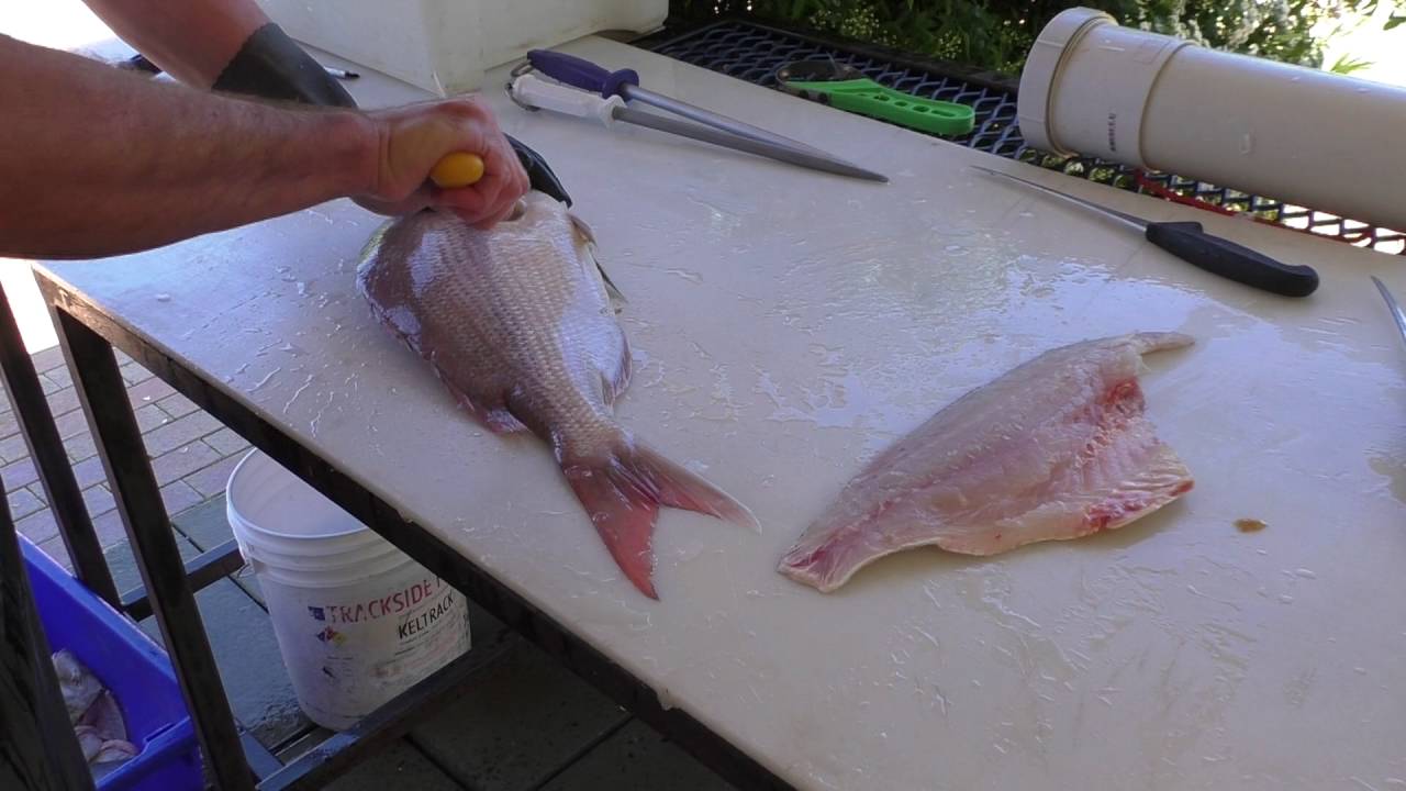 How to Fillet a Pink Snapper - YouTube