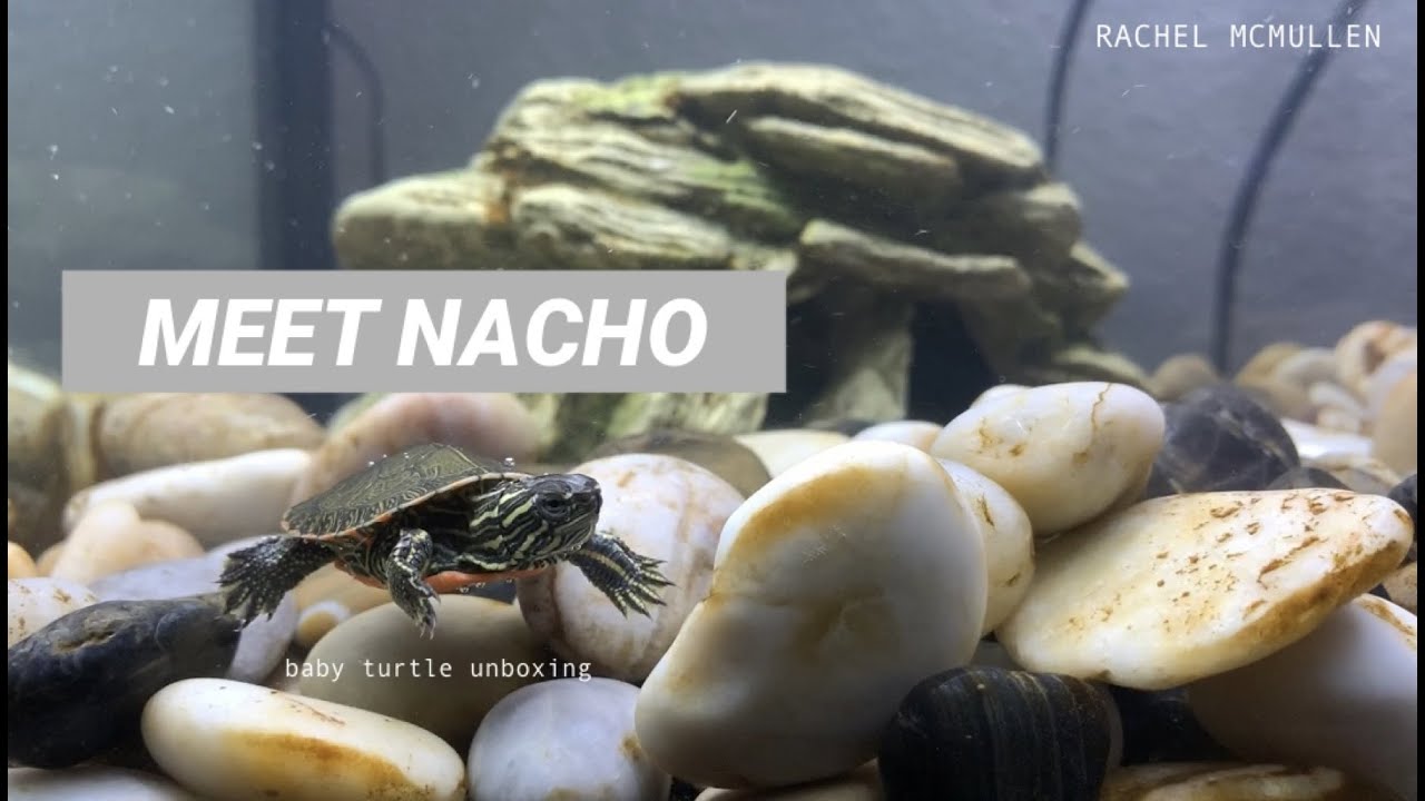 MEET NACHO! Baby turtle unboxing - YouTube