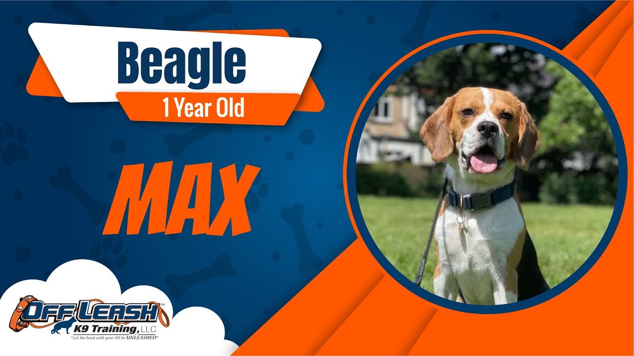 Best Beagle Dog Training | Max | Dog Training in London - YouTube