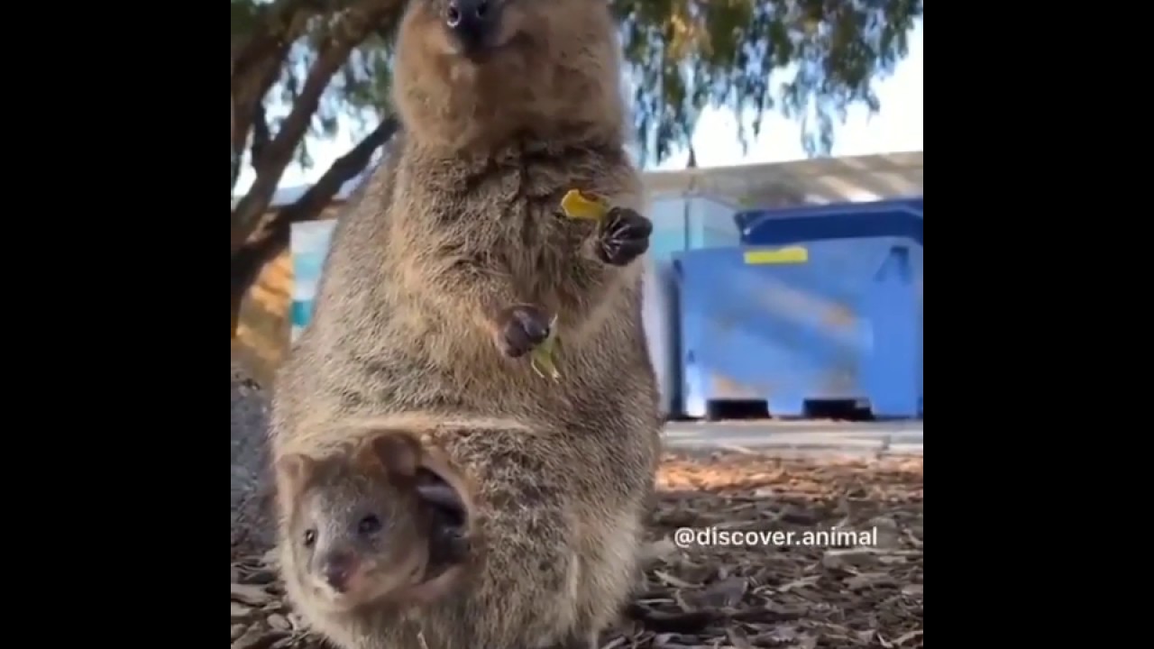 Cute Quokka / Quokka The Happiest Animal In The World / Funny Pet ...