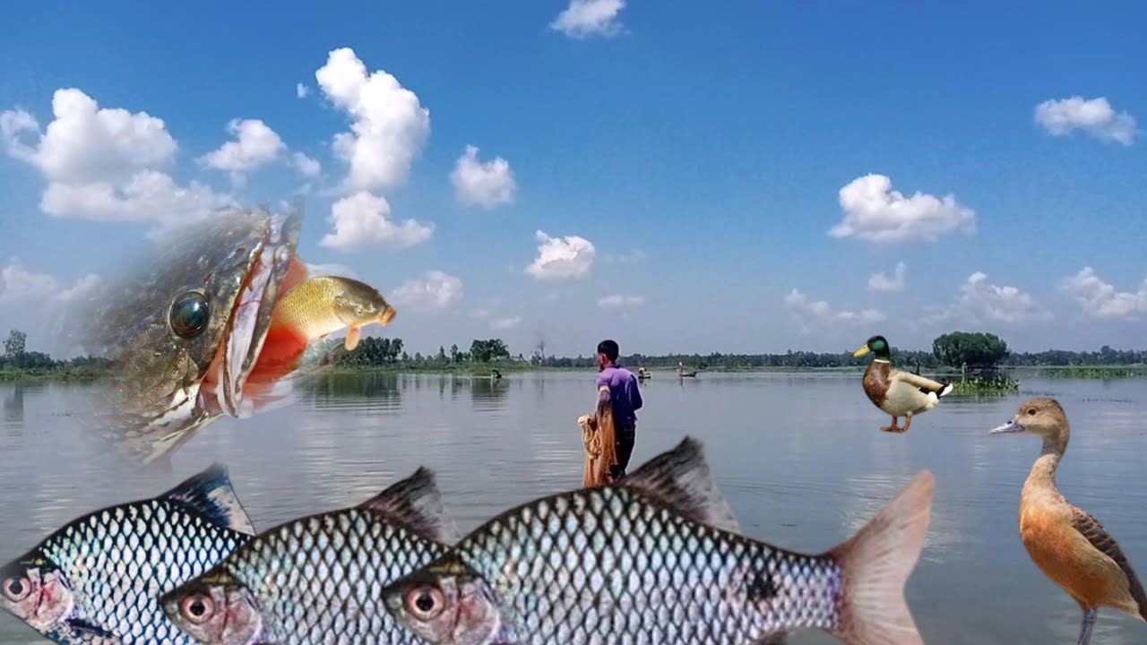 VILLAGE FISHING TIPS VIDEO||FISHING WITH FOUR BILLS-BAST FISHING VIDEO ...