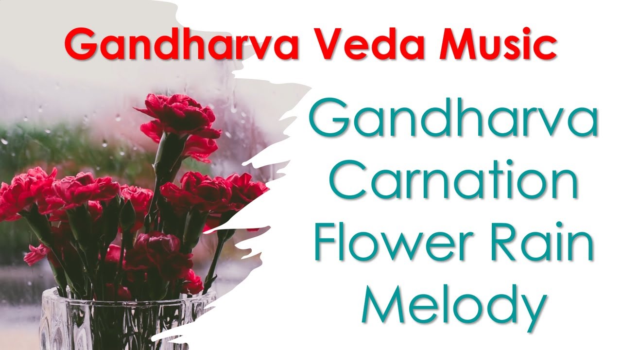 4K Gandharva Veda Music - Gandharva Carnation Flower Rain Melody - YouTube